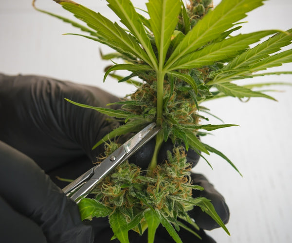 Cómo Cosechar Marihuana Guía Completa Con Consejos De Secado Y Curado