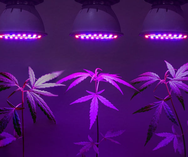 Wat is de beste kweeklamp om wiet te kweken? – Novus Fumus
